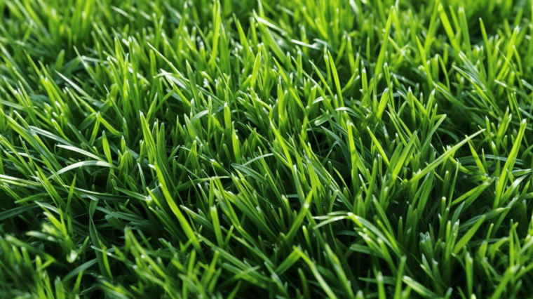 Quecke im Rasen bekämpfen: Praktische Tipps